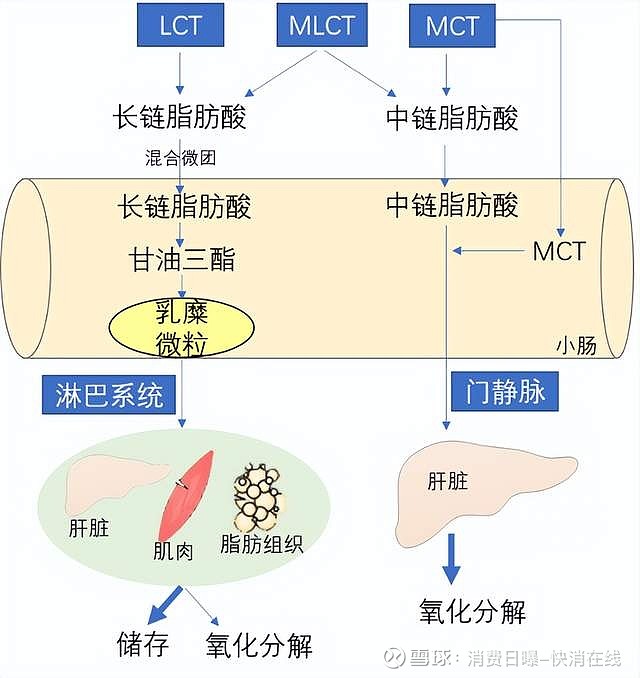 全球顶尖母乳成果MLCT创新铸就竞争力，雅士利造就国粉研发新范本 在“十四五”国家重点研发计划的支持下，由蒙牛瑞哺恩联合江南大学等单位合作完成的“结构脂肪MLCT和新型OPO酶法合成关键 ...