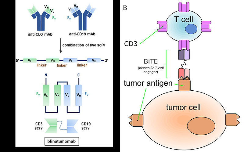 癌症治疗中的新兴抗体 来源：药渡撰文：五月 编辑：丸子抗体领域无疑是近几年最火的研发领域，不论是从融资金额，融资数量，获批药物数量还是从抗体药 ...