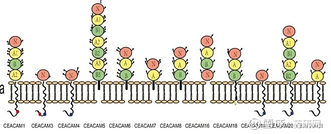 旧CEACAM5的新出路：肿瘤免疫治疗 近期的AACR年会上，赛诺菲和礼新医药分别公布了其CEACAM5 ADC和双抗的在研进展，CEACAM5早在1965年就... - 雪球