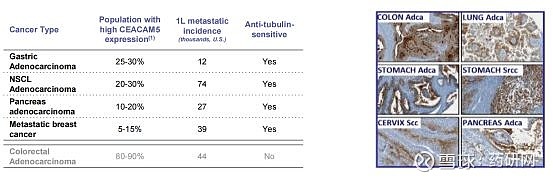 旧CEACAM5的新出路：肿瘤免疫治疗 近期的AACR年会上，赛诺菲和礼新医药分别公布了其CEACAM5 ADC和双抗的在研进展，CEACAM5早在1965年就... - 雪球