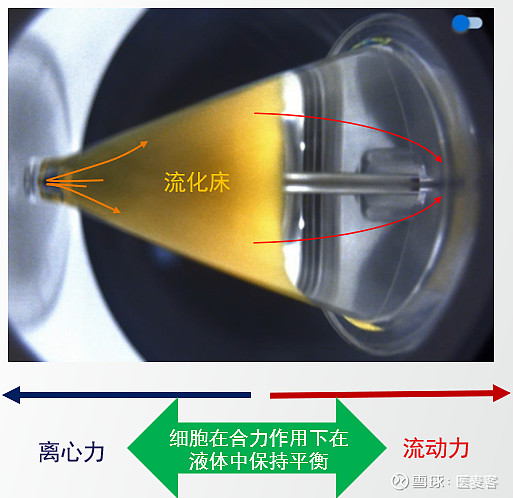 守护细胞回收率——Rotea逆流离心系统应用大盘点 在刚刚过去的三月， 强生 /传奇暂停CAR-T英国报批的新闻，在细胞治疗行业引起了大家广泛 ...