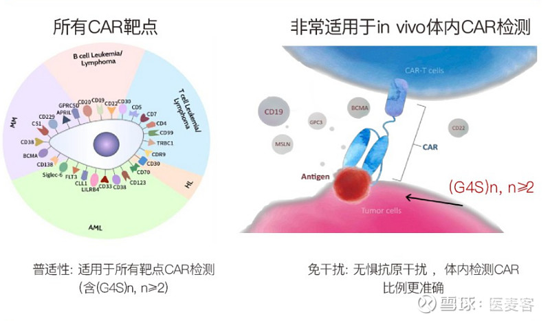 通用CAR阳性率检测新工具|Anti-(G4S)n Linker 流式抗体 引 言 质量为先 创新为本 还在因为CAR-T研究中体外和体内检测 ...