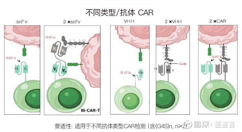 通用CAR阳性率检测新工具|Anti-(G4S)n Linker 流式抗体 引 言 质量为先 创新为本 还在因为CAR-T研究中体外和体内检测 ...