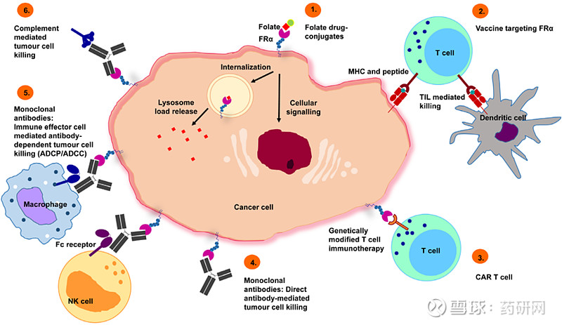 聊聊FRα 近期， ImmunoGen 宣布FRα ADC新药Elahere三期验证临床MIRASOL成功，成为首个延长铂耐药卵巢癌... - 雪球