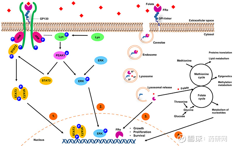 聊聊FRα 近期， ImmunoGen 宣布FRα ADC新药Elahere三期验证临床MIRASOL成功，成为首个延长铂耐药卵巢癌... - 雪球