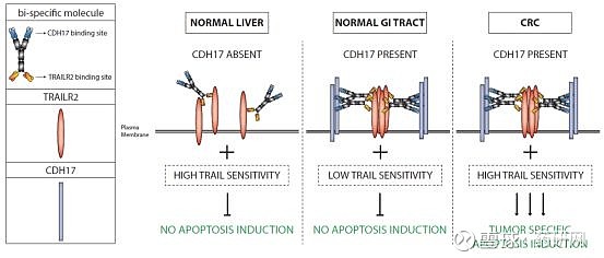消化道肿瘤靶点新星：CDH17 Cadherins是一个大型的细胞粘附分子超家族，至少有六个亚家族，包括典型Cadherin、非典型 ...