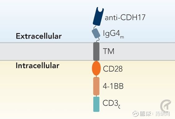 消化道肿瘤靶点新星：CDH17 Cadherins是一个大型的细胞粘附分子超家族，至少有六个亚家族，包括典型Cadherin、非典型Cadherin、d... - 雪球