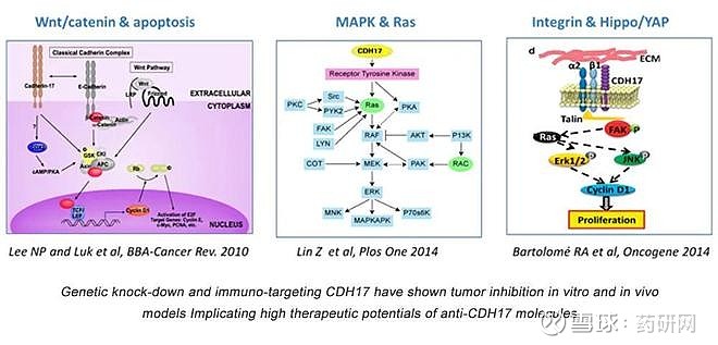 消化道肿瘤靶点新星：CDH17 Cadherins是一个大型的细胞粘附分子超家族，至少有六个亚家族，包括典型Cadherin、非典型Cadherin、d... - 雪球