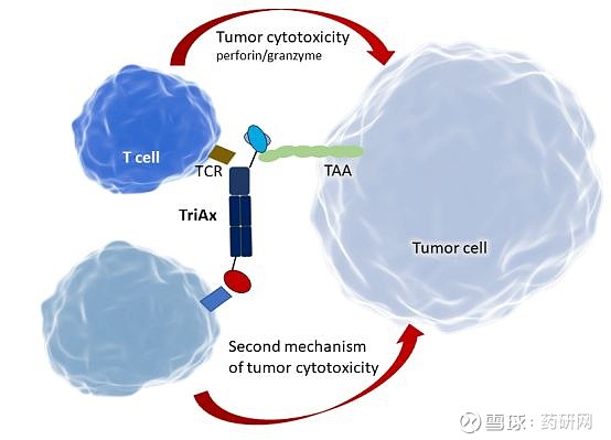 消化道肿瘤靶点新星：CDH17 Cadherins是一个大型的细胞粘附分子超家族，至少有六个亚家族，包括典型Cadherin、非典型Cadherin、d... - 雪球