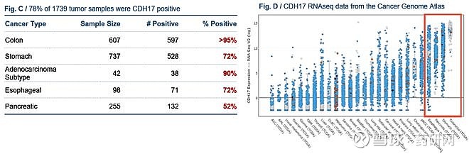 消化道肿瘤靶点新星：CDH17 Cadherins是一个大型的细胞粘附分子超家族，至少有六个亚家族，包括典型Cadherin、非典型Cadherin、d... - 雪球