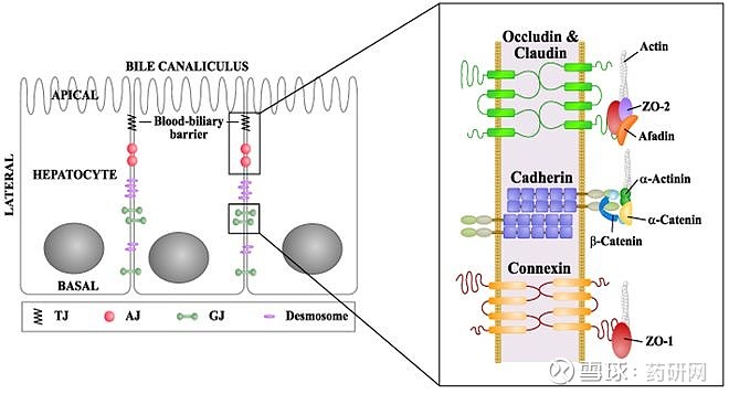 消化道肿瘤靶点新星：CDH17 Cadherins是一个大型的细胞粘附分子超家族，至少有六个亚家族，包括典型Cadherin、非典型Cadherin、d... - 雪球