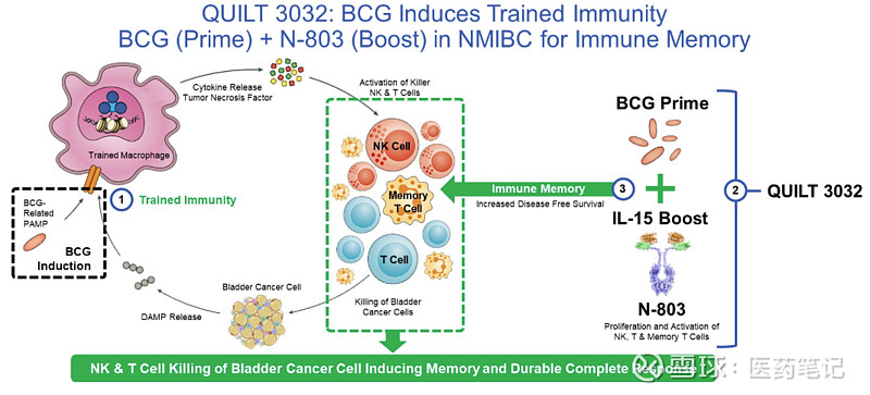 ImmunityBio股价腰斩：FDA拒绝批准IL-15 Armstrong 2023年5月11日， ImmunityBio 发布一季度财报，IL-15新药Anktiva+卡介... - 雪球