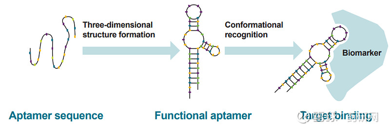万物皆可偶联之适配体偶联药物（ApDC） 俗话说，万物皆可偶联。目前开发的偶联药物中以ADC最为火热，其他形式的还有PDC（多肽）、ISAC（免疫刺激抗体偶联物）... - 雪球