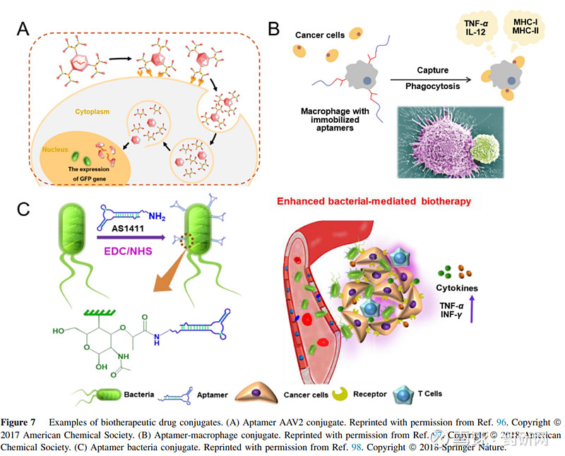 万物皆可偶联之适配体偶联药物（ApDC） 俗话说，万物皆可偶联。目前开发的偶联药物中以ADC最为火热，其他形式的还有PDC（多肽）、ISAC ...