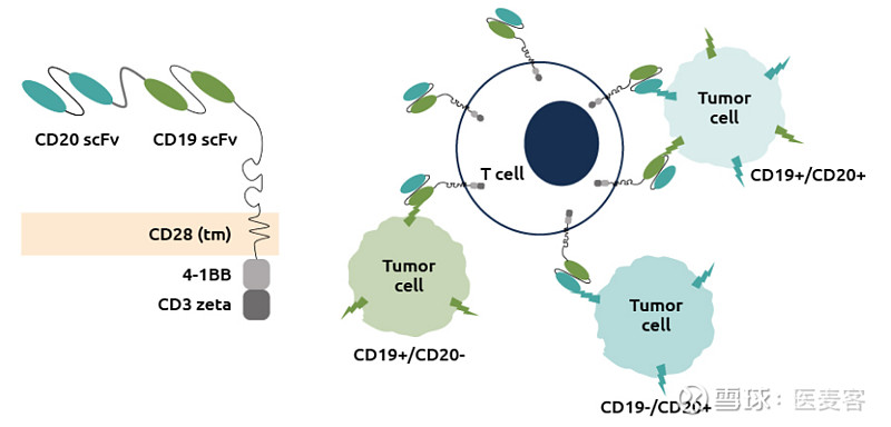 “智能”CD19/CD20 CAR-T ORR达91%，老牌靶点CAR-T差异化转型竞争加速 2023年5月18日/医麦客新闻 ...
