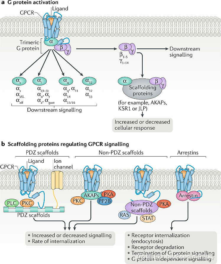 GPCR药物的局限、开发难点及未来方向 01GPCR家族介绍GPCR（G Protein-Coupled Receptor），即G蛋白偶联受体，是一大类膜蛋白受... - 雪球