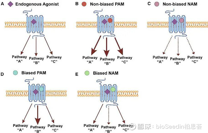 GPCR药物的局限、开发难点及未来方向 01GPCR家族介绍GPCR（G Protein-Coupled Receptor），即G蛋白偶联受体 ...