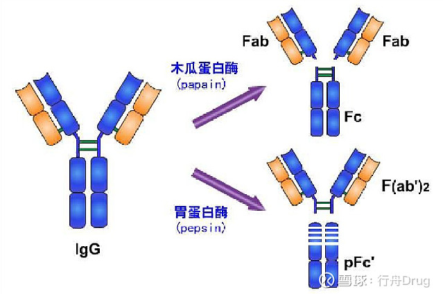 抗体基础知识学习（一） 一、抗体（Ab）和IgG 抗体一般是由抗原刺激B细胞分化成浆细胞后产生的，抗体与不同的抗原结合往往出现不同的反应，因而常... - 雪球