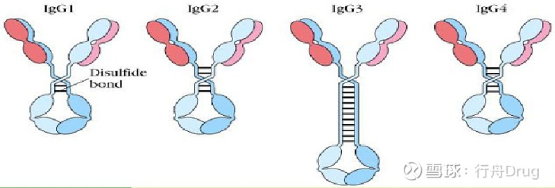 抗体基础知识学习（一） 一、抗体（Ab）和IgG 抗体一般是由抗原刺激B细胞分化成浆细胞后产生的，抗体与不同的抗原结合往往出现不同的反应，因而常... - 雪球