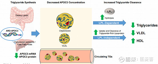 Arrowhead续笔Ionis，首个APOC3靶向RNAi疗法即将闯关FDA 2023年5月19日/医麦客新闻 eMedClub News ...