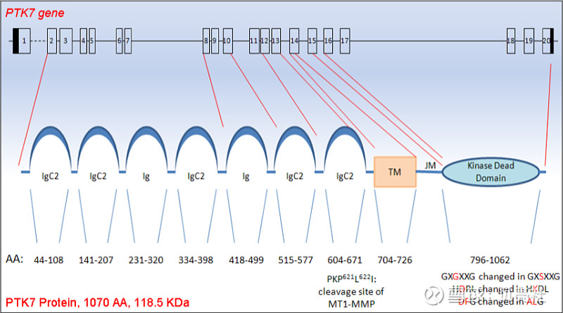 PTK7研究进展与竞争格局 来源：药研网 1 PTK7靶点概述 蛋白酪氨酸激酶7(PTK7)是一种Wnt辅助受体，也是脊椎动物发育和胚胎生成中 ...