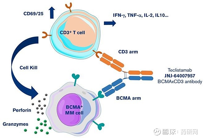全球获批的10款双抗全梳理 近期，艾伯维/ Genmab 的CD3/CD20双抗获批上市，用于治疗复发难治性弥漫大B细胞淋巴瘤（R/R DLBCL）... - 雪球