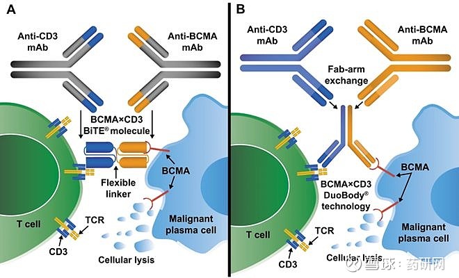 全球获批的10款双抗全梳理 近期，艾伯维/ Genmab 的CD3/CD20双抗获批上市，用于治疗复发难治性弥漫大B细胞淋巴瘤（R/R ...