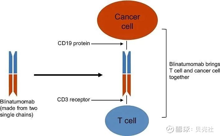 全球获批的10款双抗药物梳理 来源：药研网 近期，艾伯维/ Genmab 的CD3/CD20双抗获批上市，用于治疗复发难治性弥漫大B细胞淋巴瘤 ...