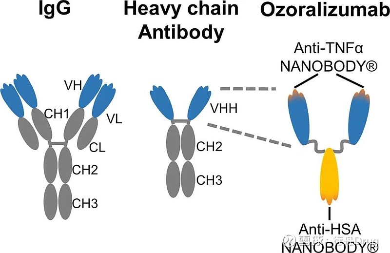 全球获批的10款双抗药物梳理 点击上方的 行舟Drug 添加关注 近期，艾伯维/ Genmab 的CD3/CD20双抗获批上市，用于治疗复发难 ...