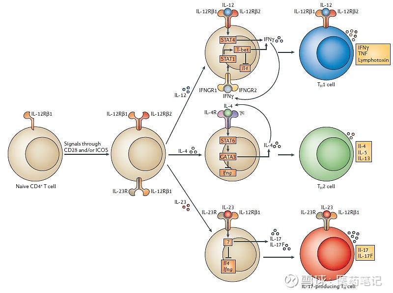 国内本土药企首个：康哲药业IL-23抗体获批上市 Armstrong 2023年5月26日， 康哲药业 IL-23抗体替瑞奇珠单抗注射液获得 ...