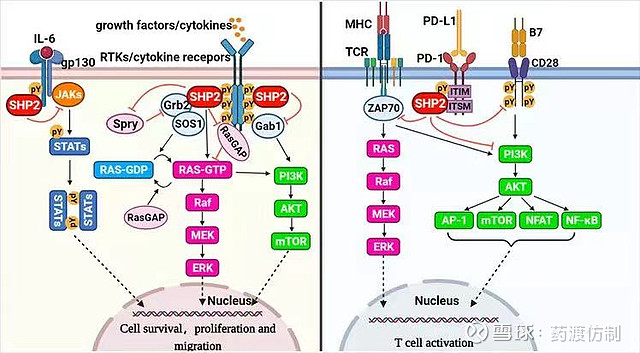 SHP2抑制剂研发进程：从不可成药到变构抑制剂，再到PROTAC降解剂，在研数量超30 关键词：HS336；SHP2抑制剂；研究进展5月29日， 海正药业 发布公告，宣布其「HS336片」在 ...