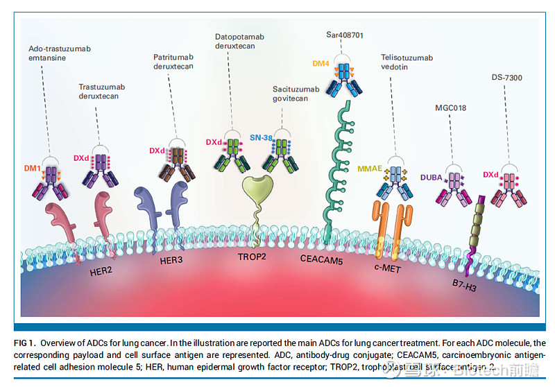 JCO丨肺癌中的ADCs（抗体偶联药物）：最新进展和实施策略 ——J CLIN ONCOL期刊介绍——期刊名：JOURNAL OF ...