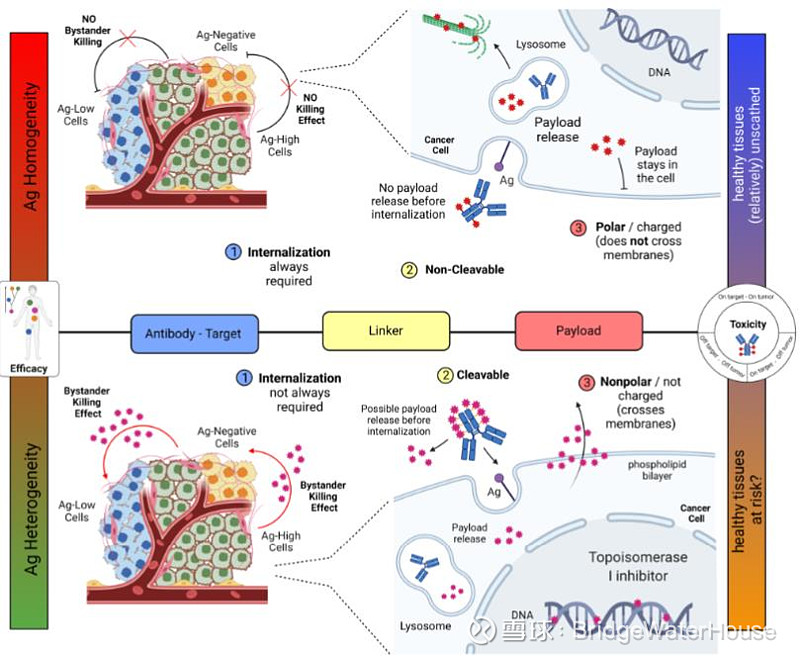 ADC药物带来的机会 1）ADC（抗体偶联药物，Antibody-drug Conjugate），将化疗药物通过靶向药递送到病灶部位，选择性杀 ...