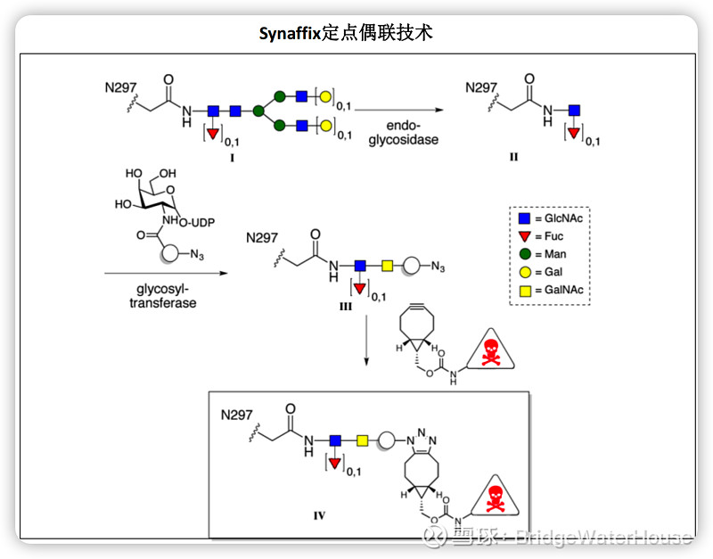 ADC药物带来的机会 1）ADC（抗体偶联药物，Antibody-drug Conjugate），将化疗药物通过靶向药递送到病灶部位，选择性杀 ...