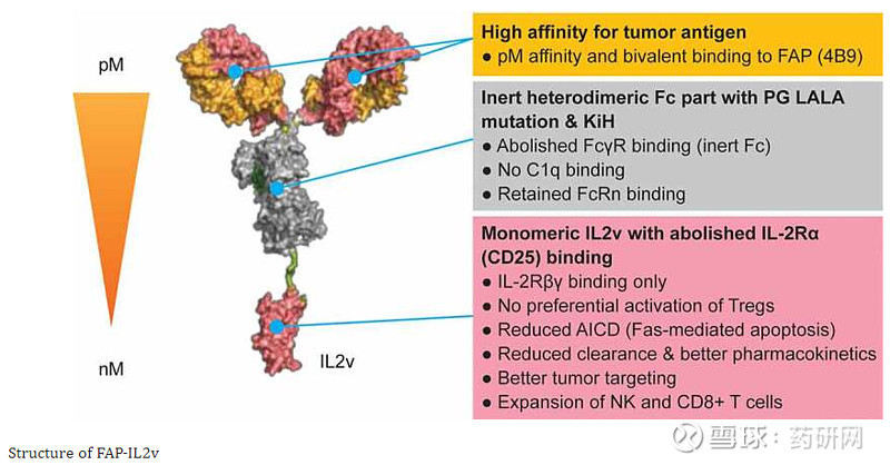 靶向实体瘤另辟蹊径：成纤维细胞激活蛋白(FAP) FAP概述FAP（Fibroblast activation protein-α）是一种97 ...