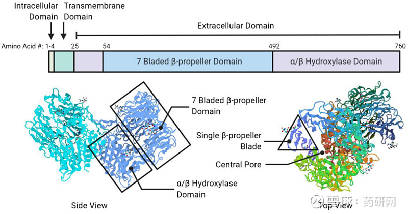 靶向实体瘤另辟蹊径：成纤维细胞激活蛋白(FAP) FAP概述FAP（Fibroblast activation protein-α）是一种97 ...