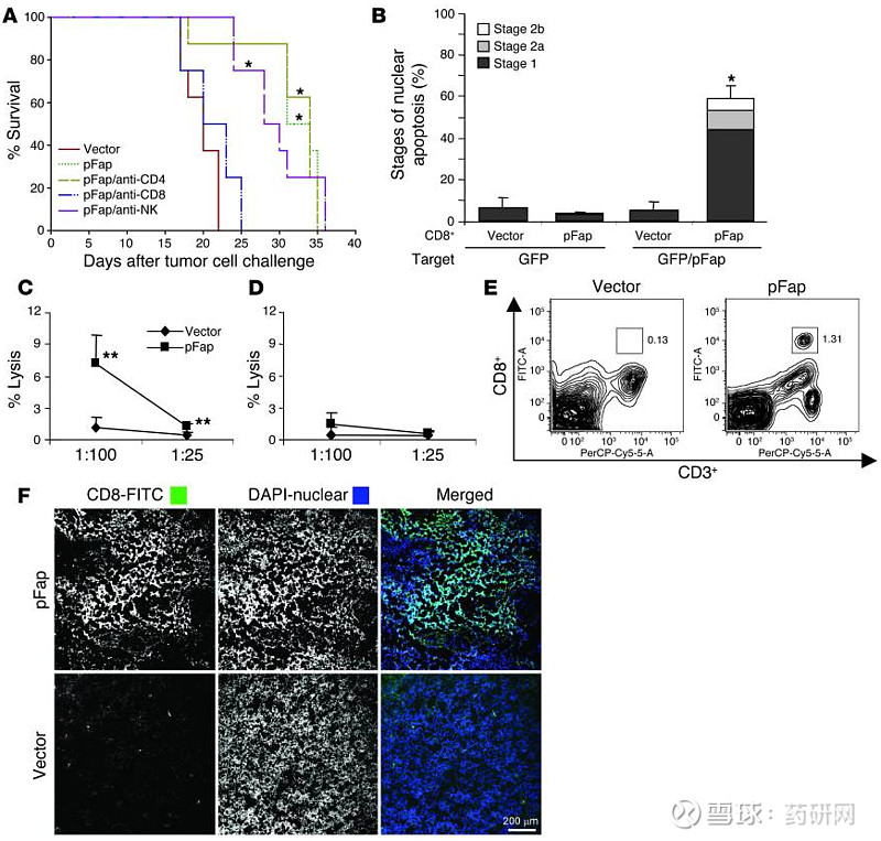靶向实体瘤另辟蹊径：成纤维细胞激活蛋白(FAP) FAP概述FAP（Fibroblast activation protein-α）是一种97 ...