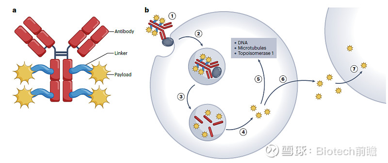 自然子刊丨肿瘤领域迎来ADC药物时代 ——Nat Rev Drug Discov期刊介绍——期刊名：NATURE REVIEWS DRUG DISCOVERY... - 雪球