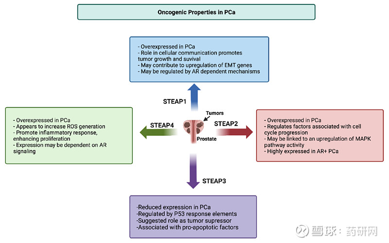 前列腺癌新靶点：STEAP1 2020年全球癌症数据统计中，前列腺癌（PCa）的发病率占比第四，仅次于乳腺癌、肺癌和结直肠癌。根据去年国家癌症 ...
