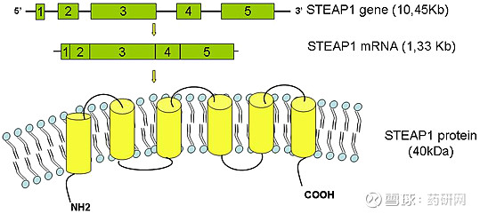 前列腺癌新靶点：STEAP1 2020年全球癌症数据统计中，前列腺癌（PCa）的发病率占比第四，仅次于乳腺癌、肺癌和结直肠癌。根据去年国家癌症中心发布... - 雪球