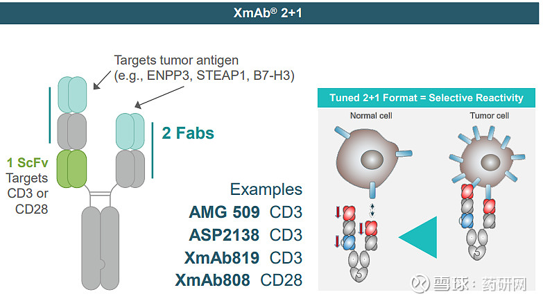 前列腺癌新靶点：STEAP1 2020年全球癌症数据统计中，前列腺癌（PCa）的发病率占比第四，仅次于乳腺癌、肺癌和结直肠癌。根据去年国家癌症 ...