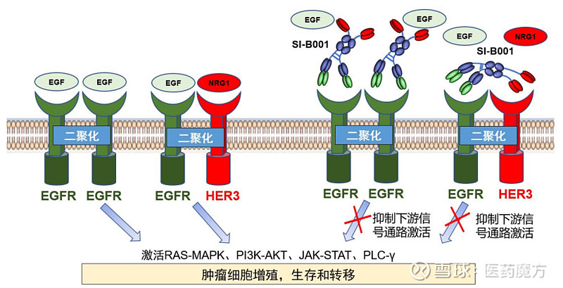 全球首款！百利天恒HER3/EGFR双抗启动III期临床 近日， 百利天恒 在药物临床试验登记与信息公示平台登记了HER3/EGFR双抗SI-B001（izalontamab）的... - 雪球