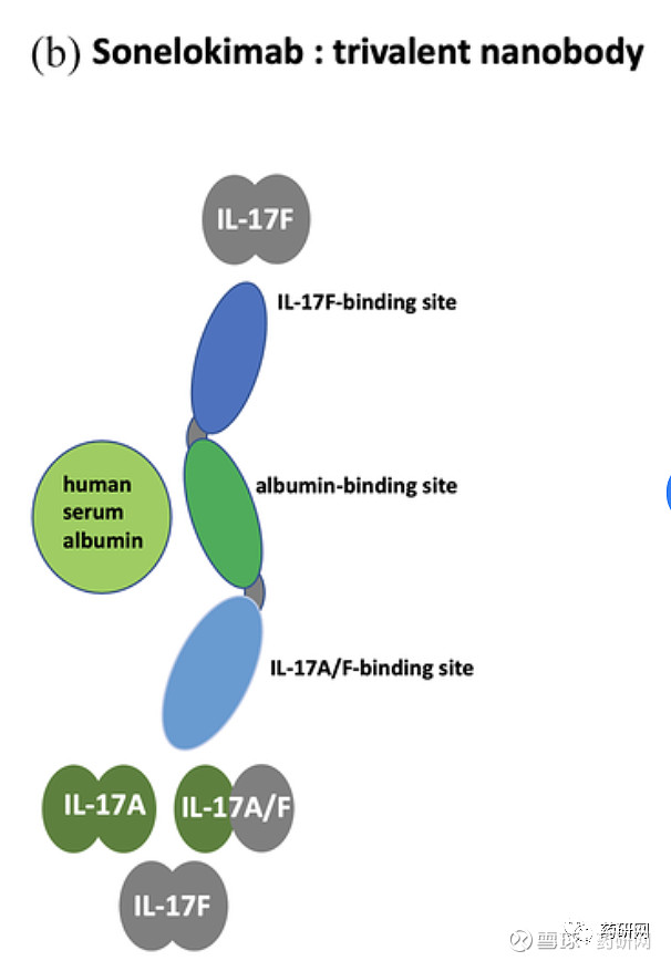 股价涨至128%，首个IL17A / F纳米三抗HS II期成功 6月25日， MoonLake 宣布其IL17A/F三抗Sonelokimab治疗化脓性汗腺炎（HS)的II期临床成功 ...