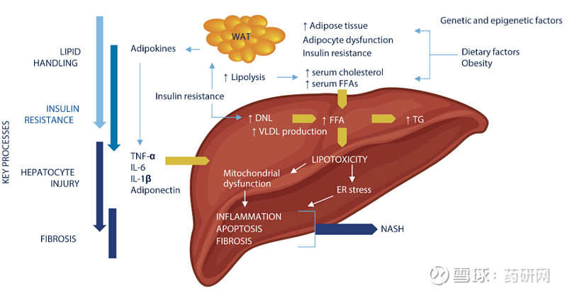 FGF21：NASH领域逆境前行现曙光 6月24日， 89bio 公布其FGF21类似物Pegozafermin治疗NASH的2b期临床数据 ...
