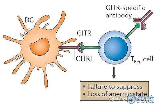 GITR靶点： GITR是指糖皮质激素诱导的肿瘤坏死因子受体(glucocorticoid—induced tumor ... - 雪球