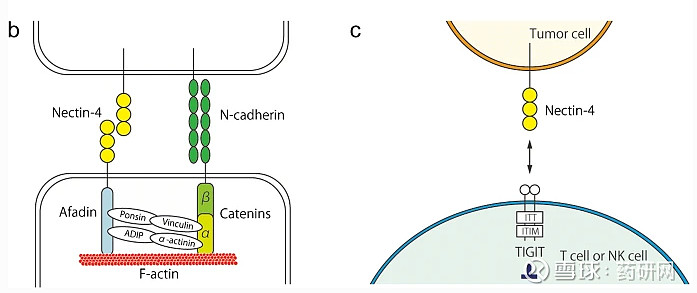 Nectin-4：一场国内药企的角逐 6月29日，Herdelberg Pharma在新闻稿中透露， 礼来 将收购ADC开发公司Energence Thera... - 雪球