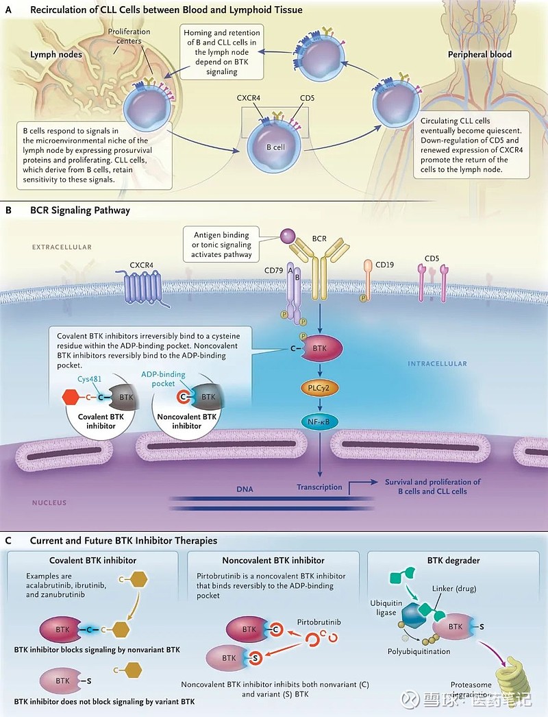 礼来：新一代BTK抑制剂CLL数据公布，Bcl-2、BTK耐药后仍有效 Armstrong 2023年7月5日， 礼来 新一代非共价BTK抑制 ...