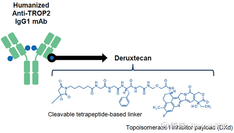 续写为何第一三共的Trop2 ADC肺癌坎坷，科伦可能逆袭？ 同步发送至雪球专栏上，得到一位球友的回复，看完有种酣畅淋漓的感觉，与我的想法不谋而合。摘录如下：DS-1062不达预期首... - 雪球