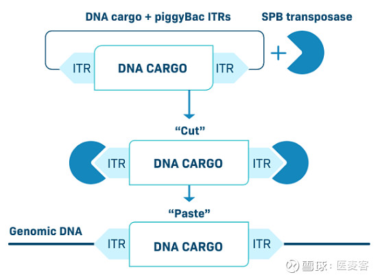 罗氏押注60亿美元，Poseida的通用双靶点CAR-T成FDA同靶点中首批 2023年7月11日/医麦客新闻 eMedClub News ...