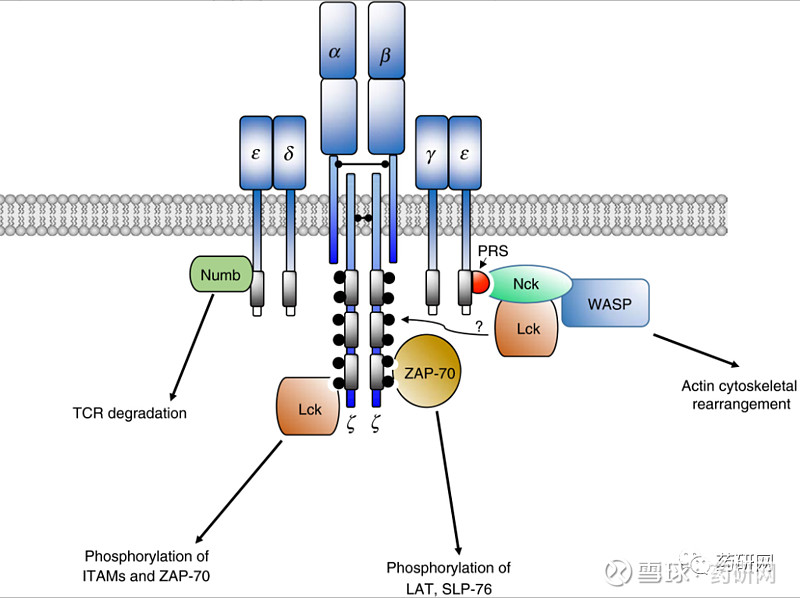 双抗靶点 — CD3 CD3是一种多聚体蛋白复合物，又称为T3复合物，由四个不同的多肽链组成；epsilon (ε)、gamma (γ)、de... - 雪球